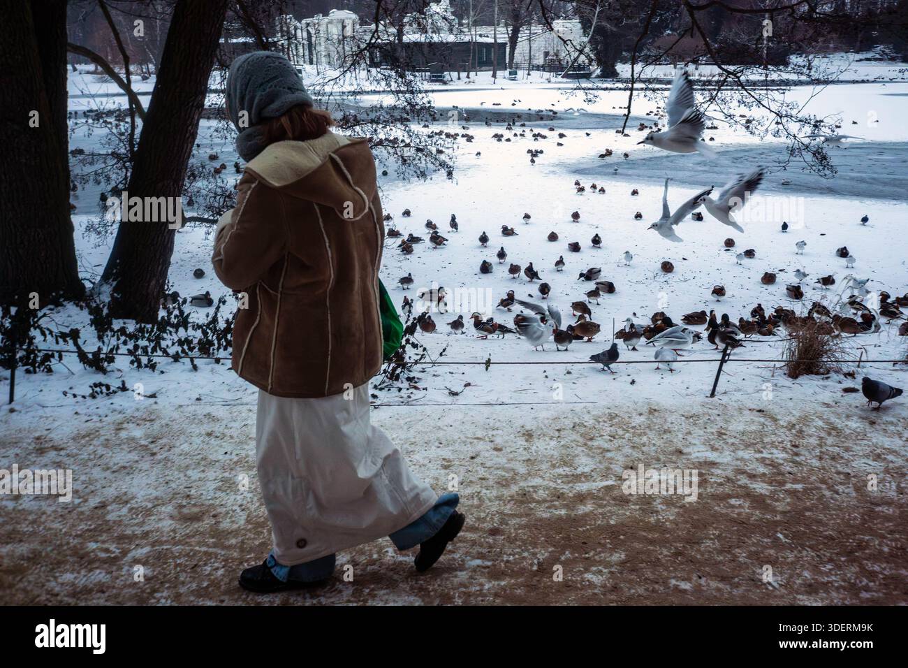 A Varsovian feeds the ducks and pigeons. Photographs of Warsaw's Royal ...