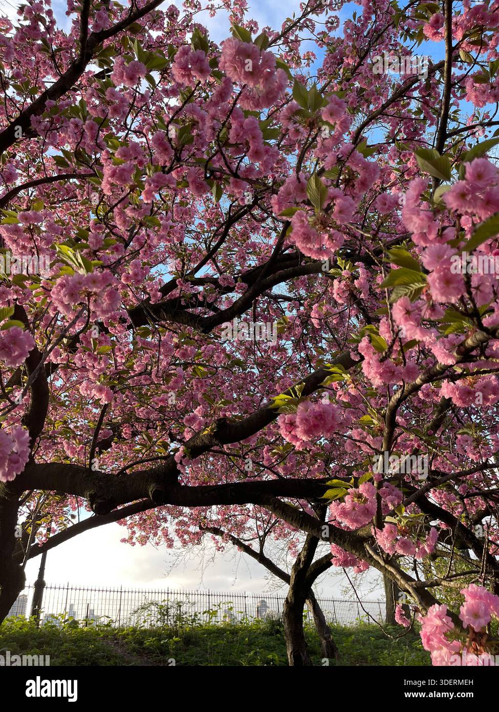 Cherry blossoms glowing in the morning sun, Central Park, USA Stock ...
