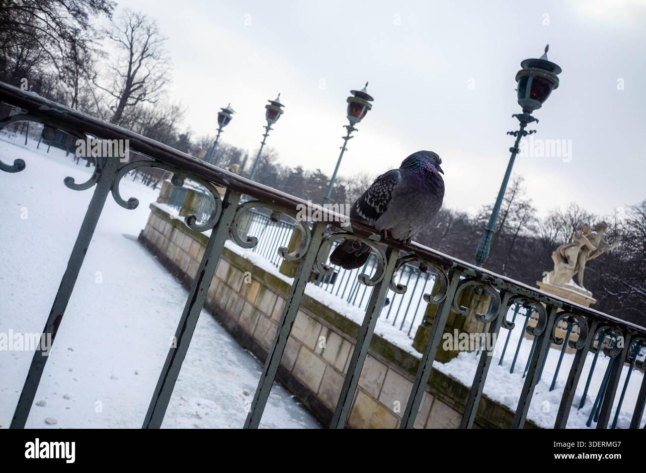 A pigeon is seen perched over the frozen pond. Photographs of Warsaw's ...