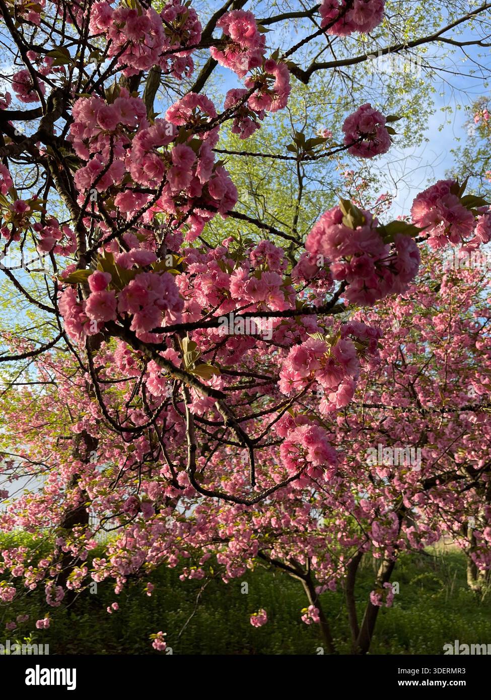 Cherry blossoms glowing in the morning sun, Central Park, USA Stock ...