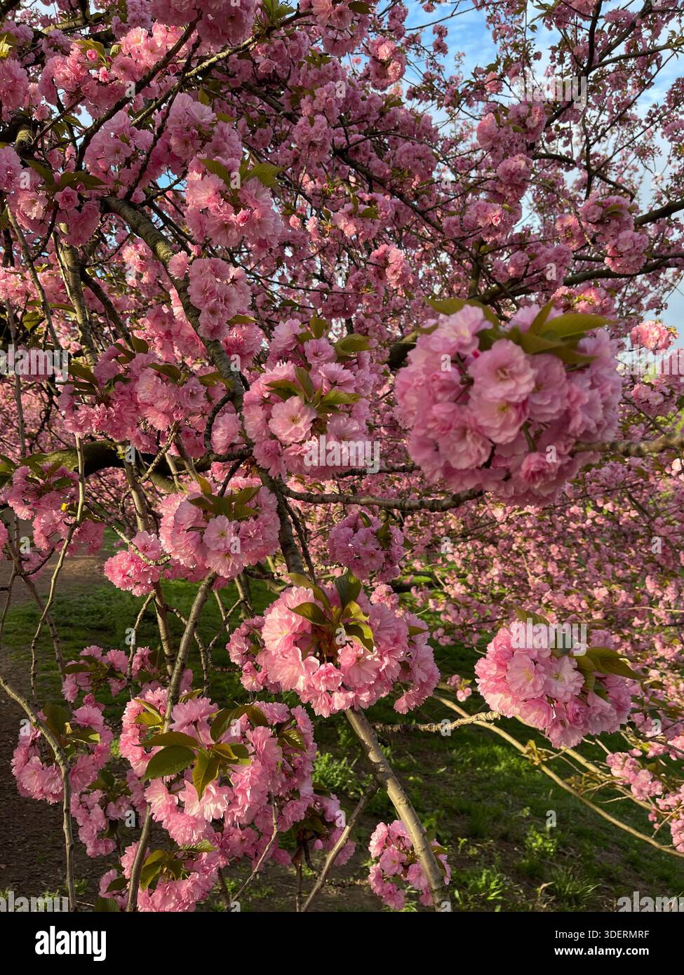 Cherry blossoms glowing in the morning sun, Central Park, USA Stock ...