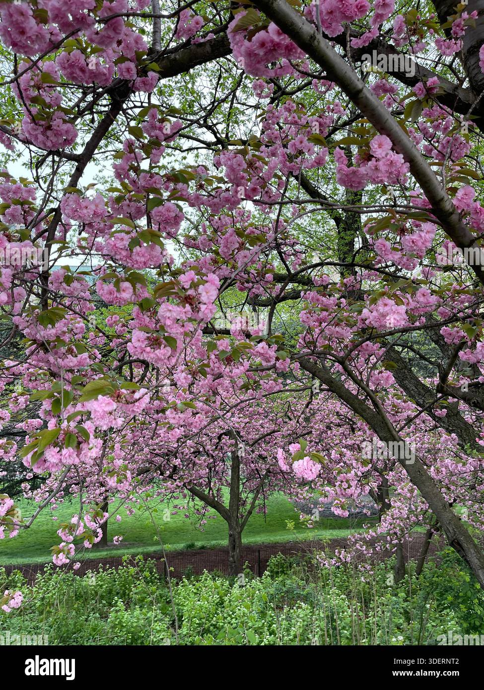 Cherry blossoms glowing in the morning sun, Central Park, USA Stock ...