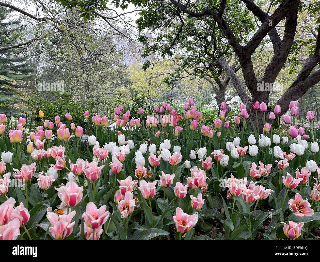 Colorful tulips in full bloom, bringing a burst of spring to Central ...
