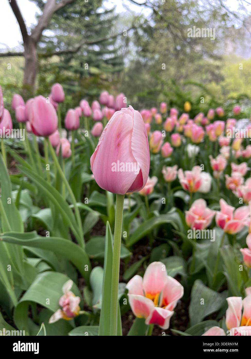 Colorful tulips in full bloom, bringing a burst of spring to Central ...