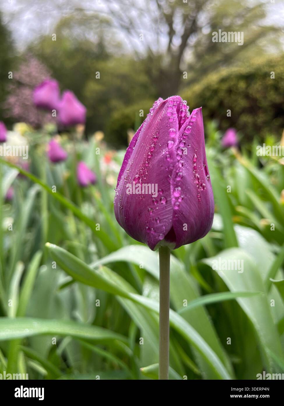 Colorful tulips in full bloom, bringing a burst of spring to Central ...