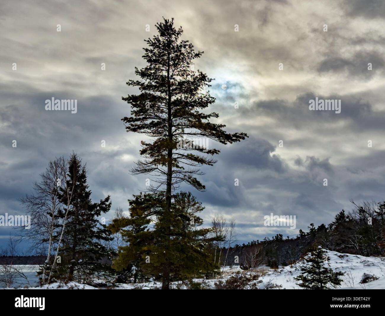 Large scotch pine tree hi-res stock photography and images - Alamy