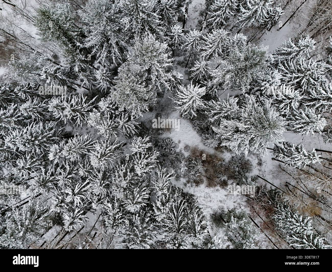 Snow flying from evergreen branches hi-res stock photography and images ...