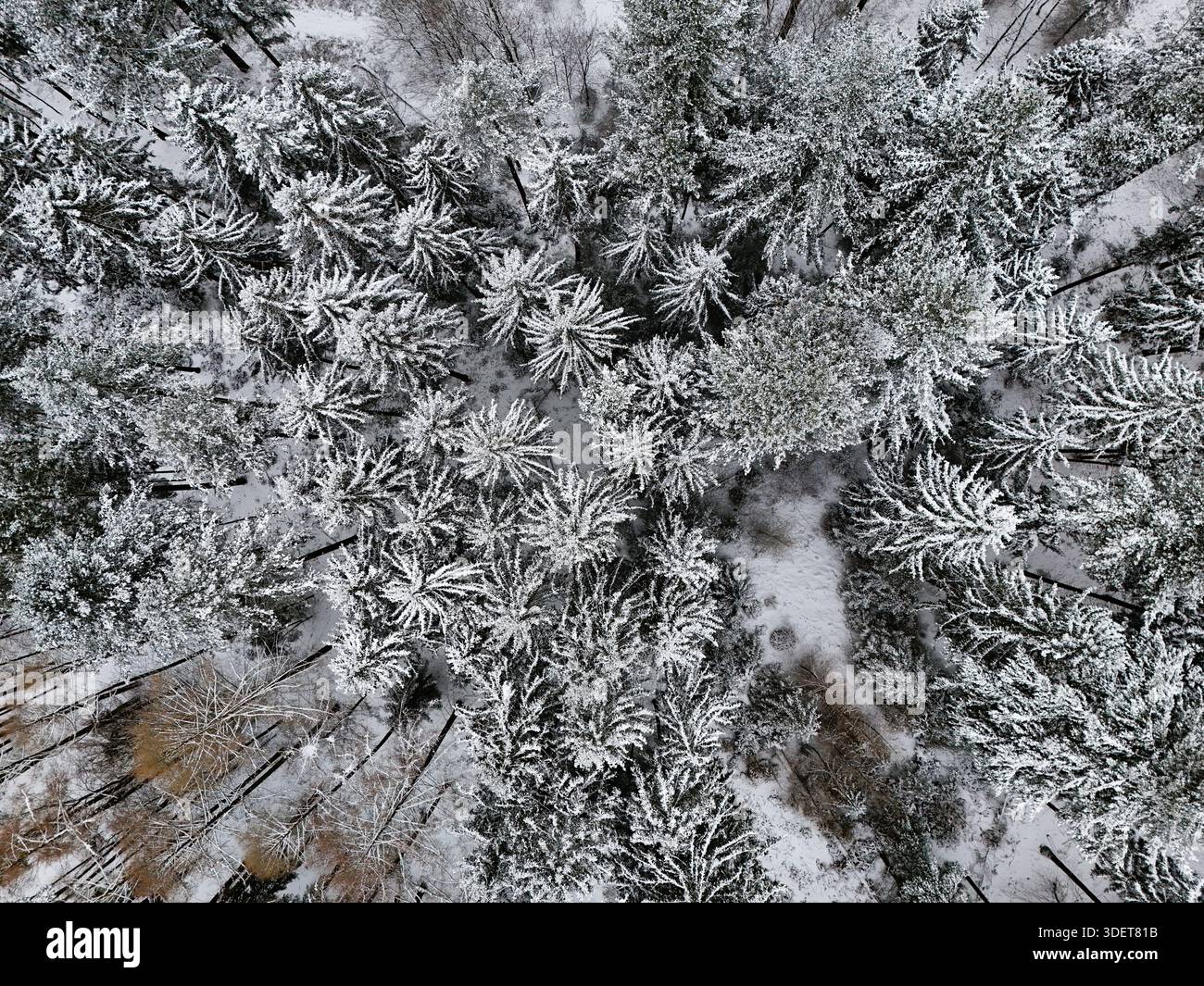 Snow flying from evergreen branches hi-res stock photography and images ...