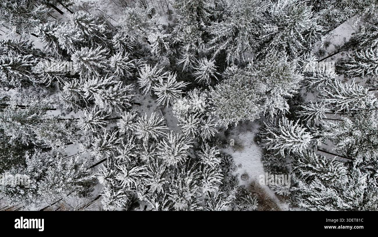 Snow flying from evergreen branches hi-res stock photography and images ...