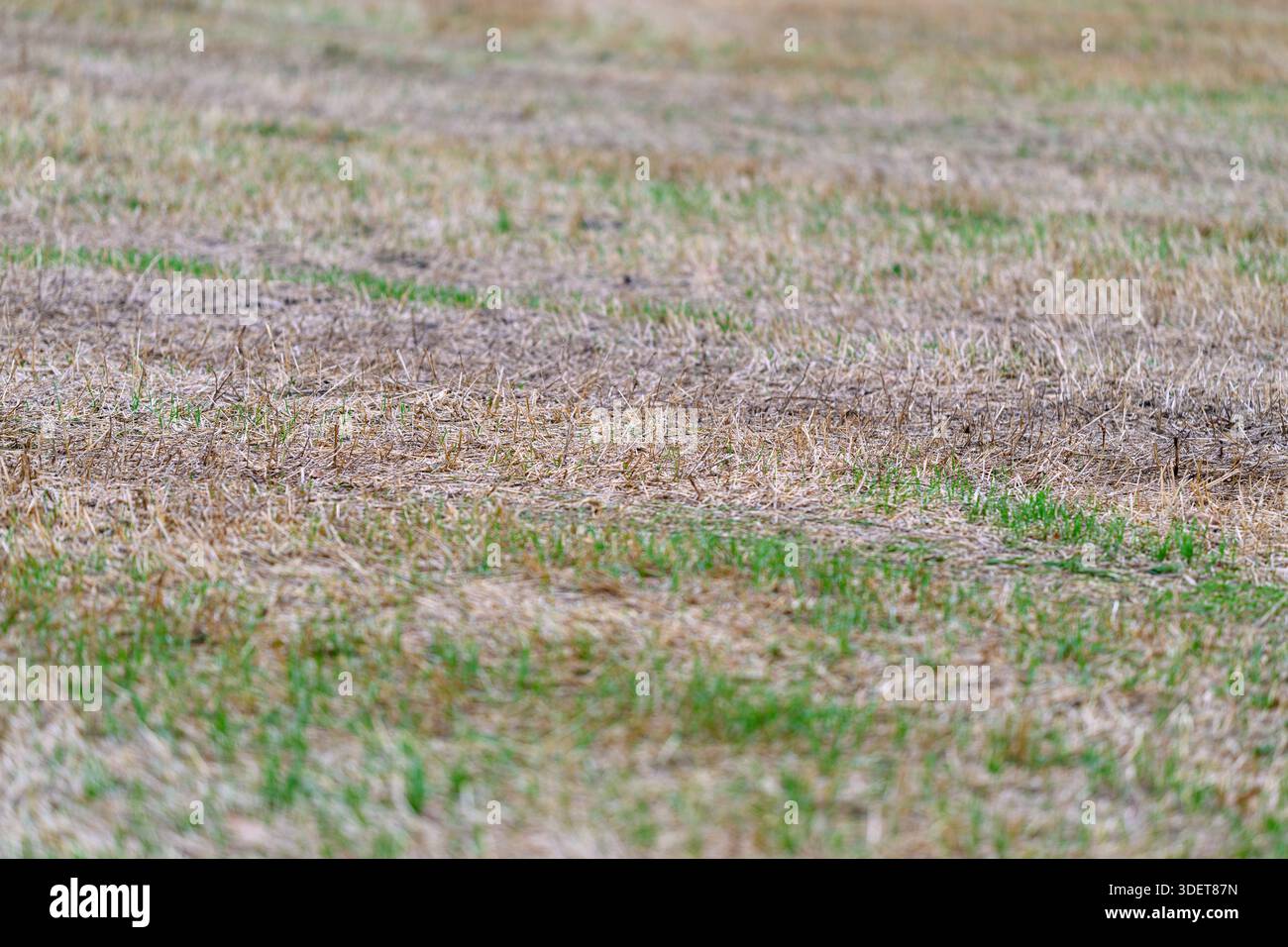 Exhibits subtle textures hi-res stock photography and images - Alamy