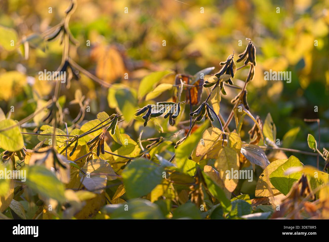 close-up soybean pods hanging on slender stems, textured skins showing ...