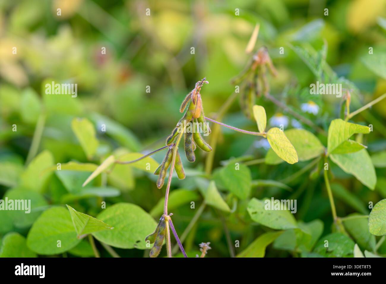 Study emphasis on structure hi-res stock photography and images - Alamy