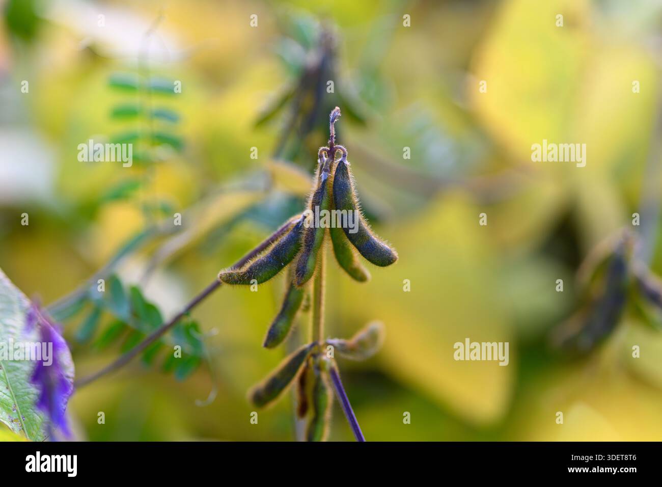 Cotyledon cavity hi-res stock photography and images - Alamy