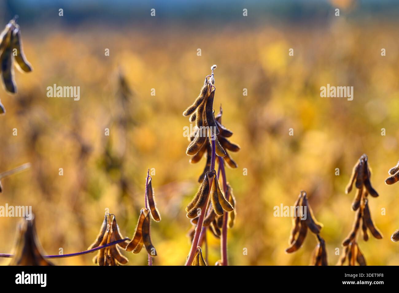 Restorative glow hi-res stock photography and images - Alamy