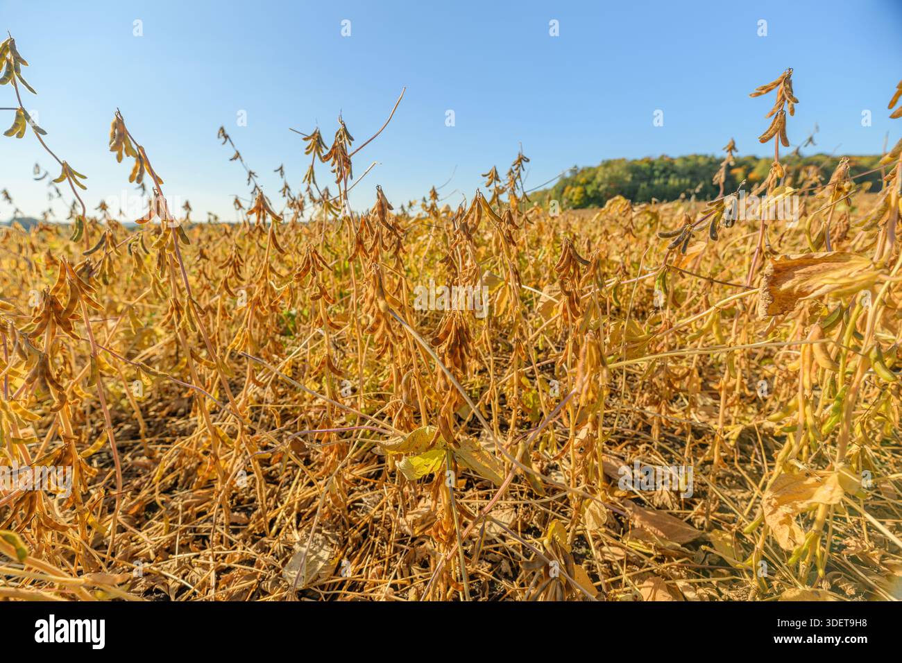 mature soybean plants with dry pods, detailed mid-shot capturing pod ...