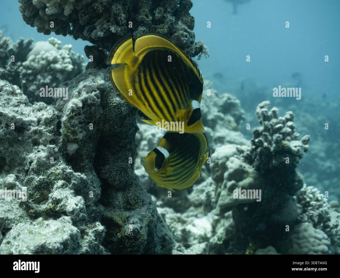 Yellowtail butterflyfish above a coral reef in the Red Sea near ...