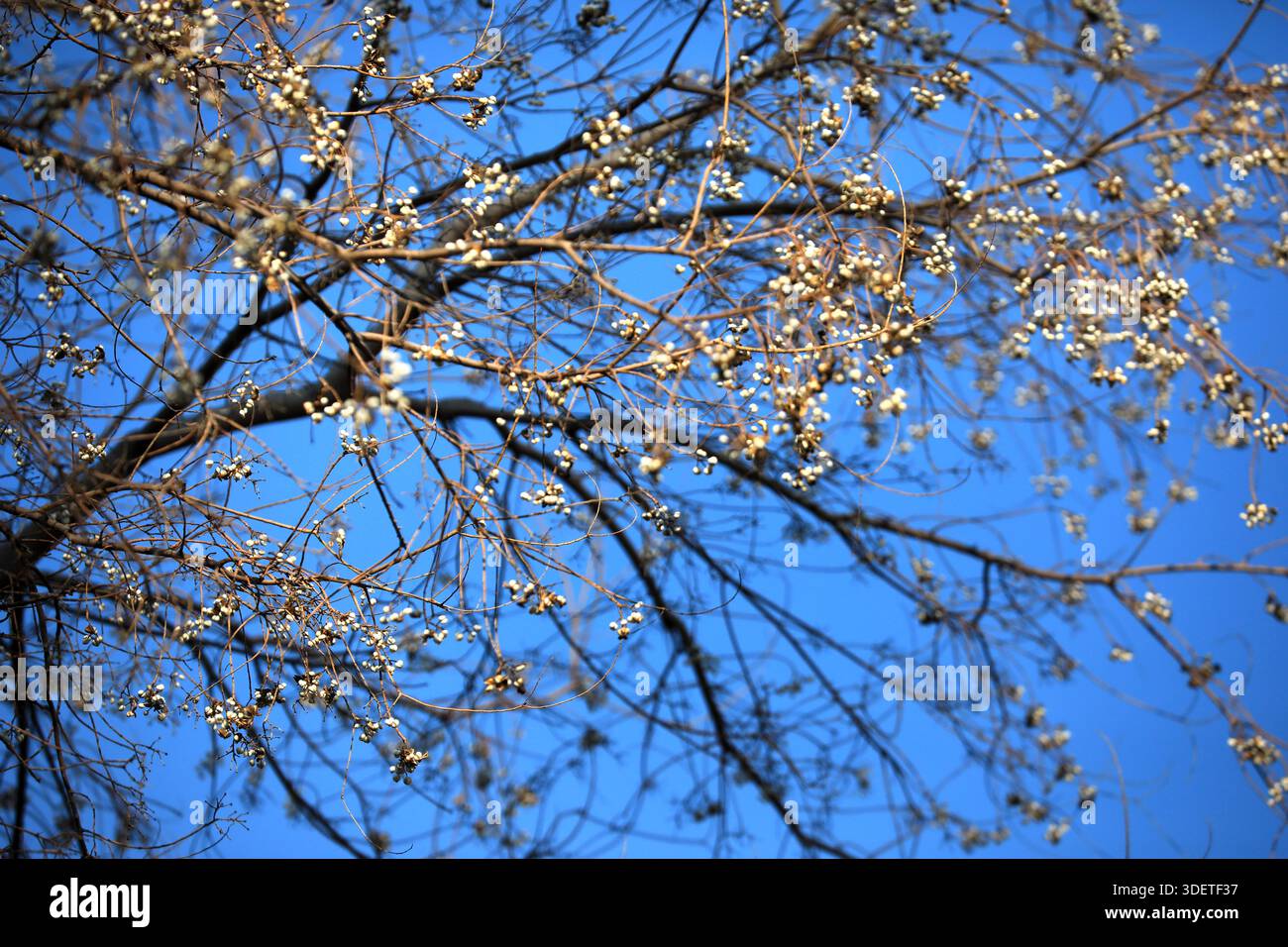 Leaves in various colors at the ancient Huaihe River Wetland in Huai'an ...