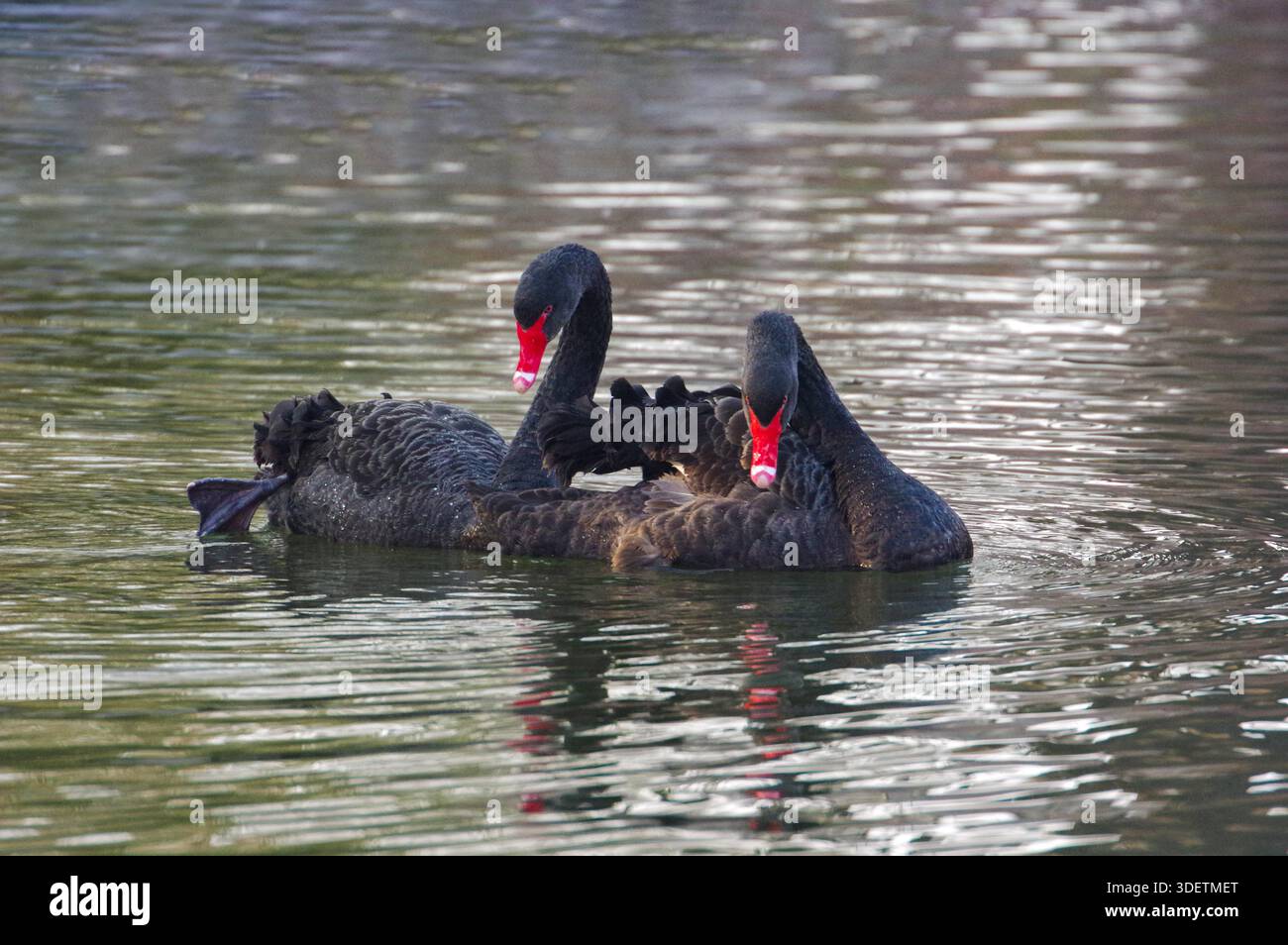 Black swans swim in the lake in Jize County, Handan City, north China's ...