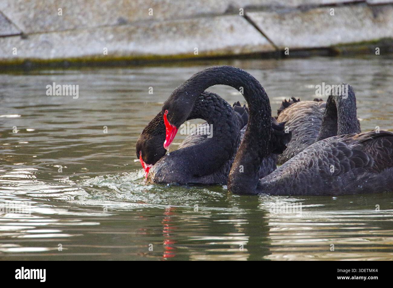 Black swans swim in the lake in Jize County, Handan City, north China's ...
