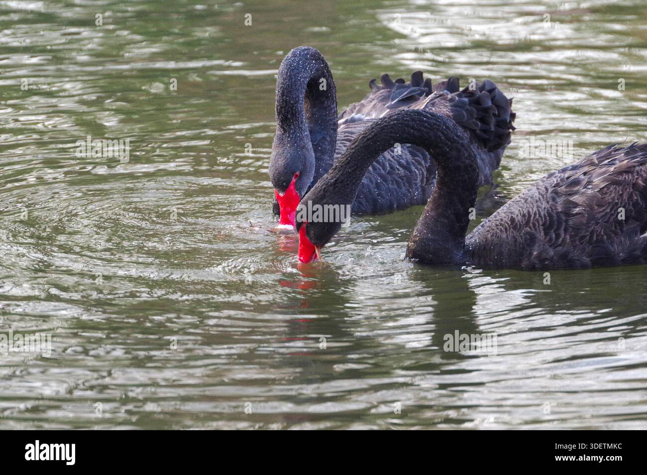 Black swans swim in the lake in Jize County, Handan City, north China's ...