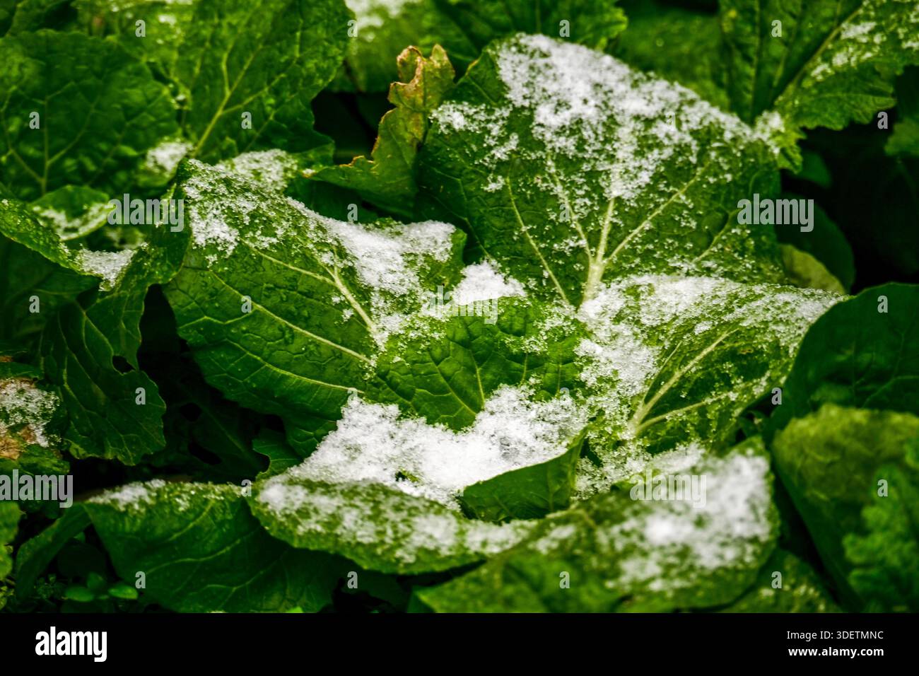 Aerial photo shows the snow-covered landscape in Youyang County ...