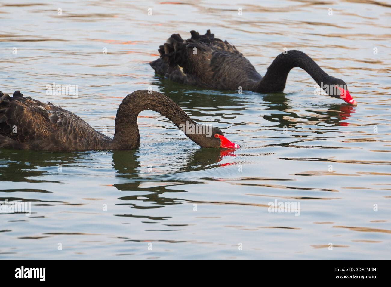 Black swans swim in the lake in Jize County, Handan City, north China's ...