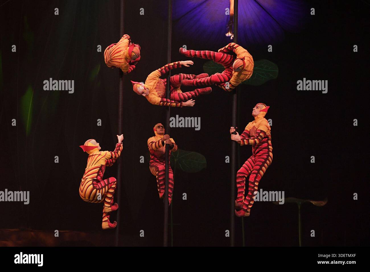 LONDON, ENGLAND - JANUARY 08: Cirque Du Soleil "OVO" at The Royal ...