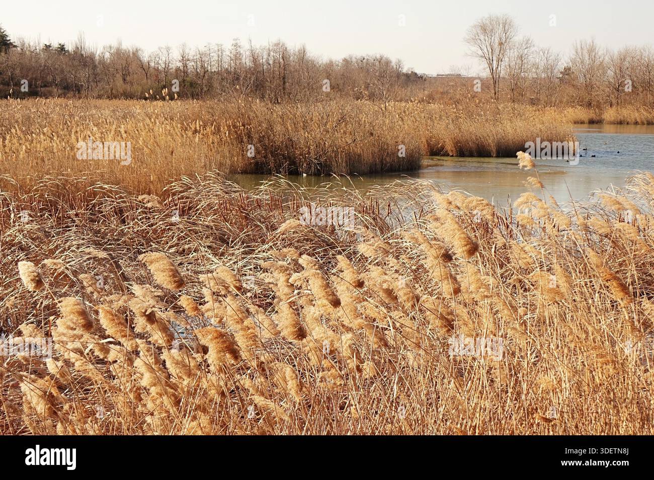 Reeds turn golden under sunlight at Tangdao Bay Wetland Park in Qingdao ...