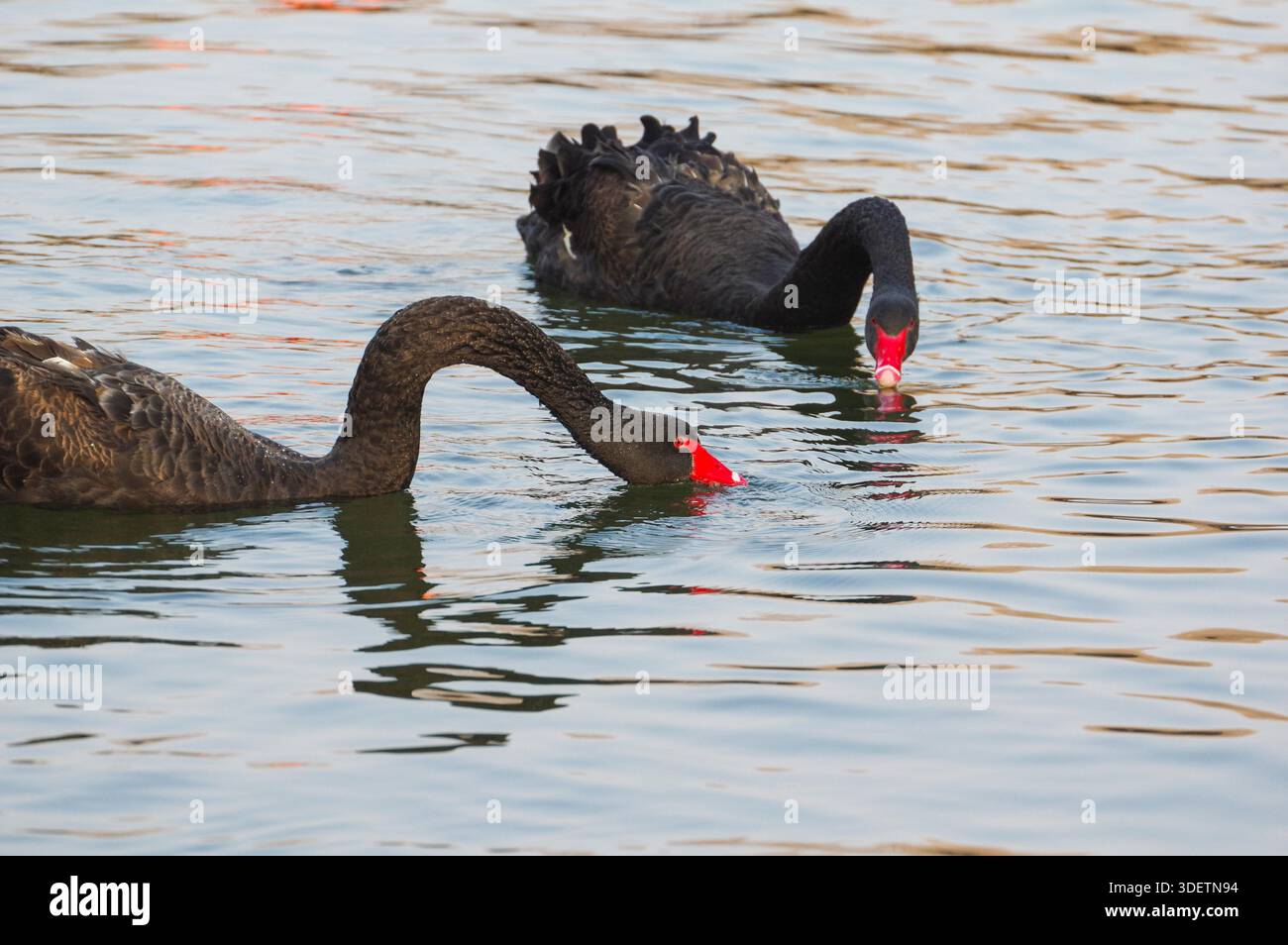 Black swans swim in the lake in Jize County, Handan City, north China's ...