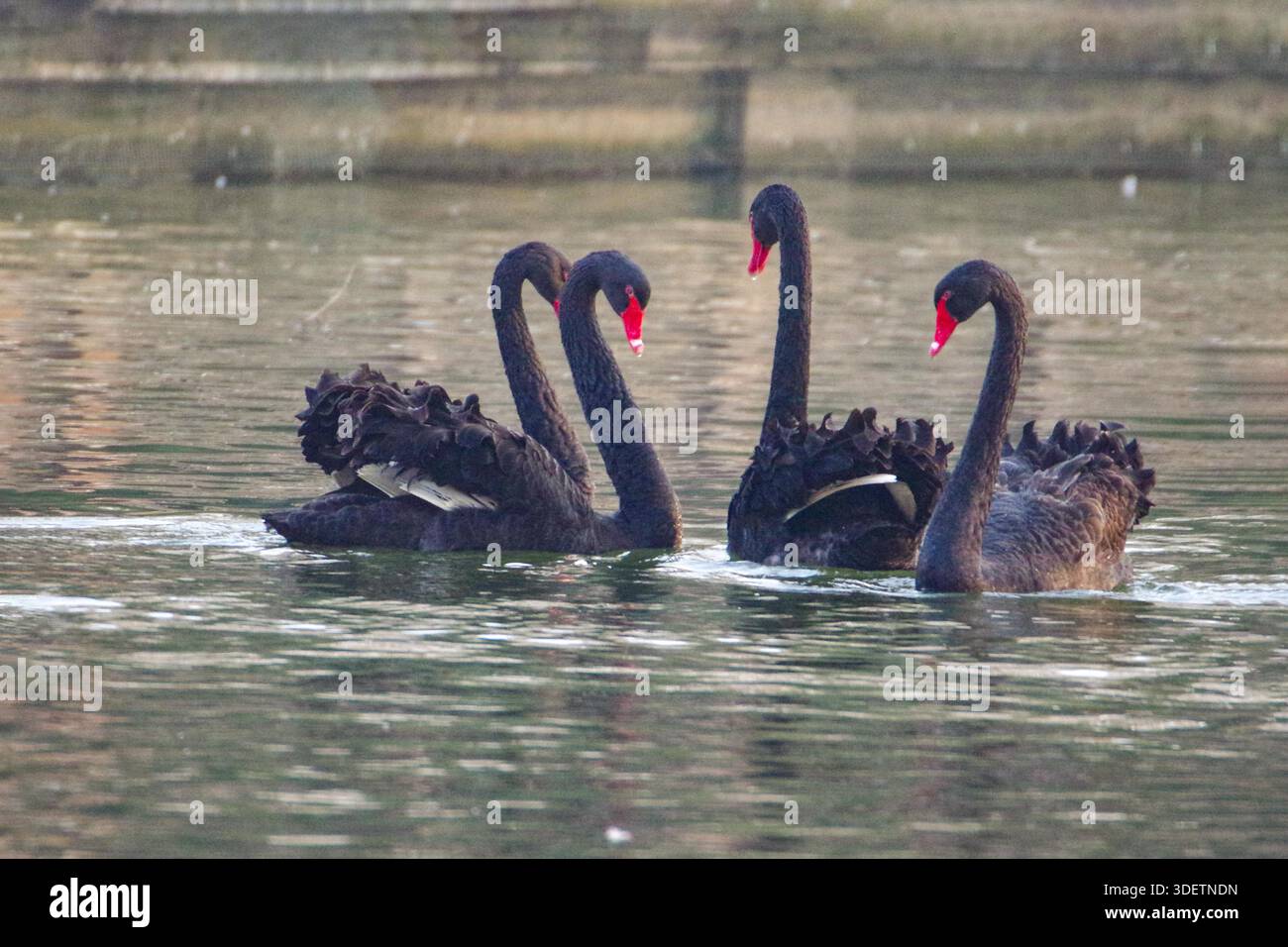 Black swans swim in the lake in Jize County, Handan City, north China's ...