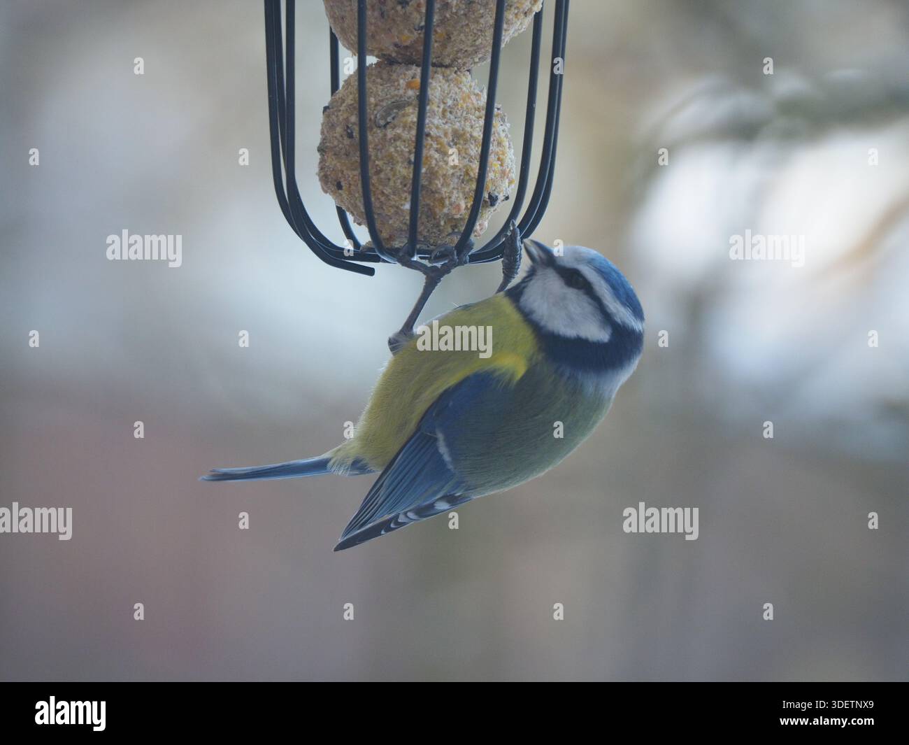 OLYMPUS DIGITAL CAMERA Stock Photo - Alamy