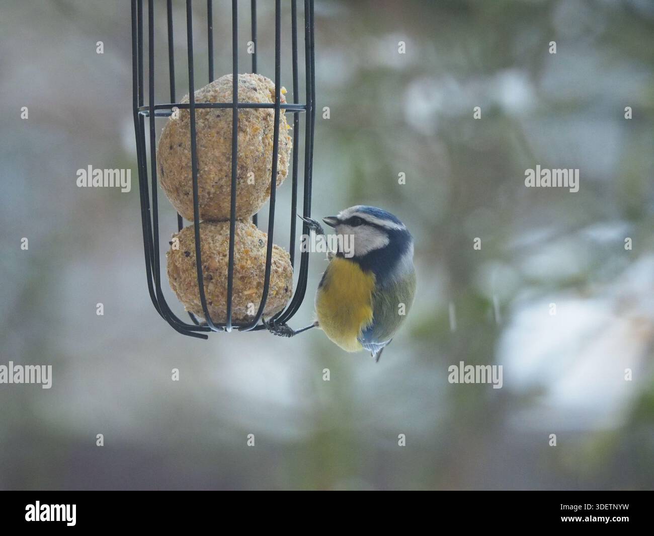 OLYMPUS DIGITAL CAMERA Stock Photo - Alamy