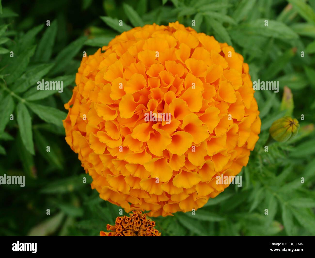 Bright orange, globe-shaped marigold flowers with velvety texture ...