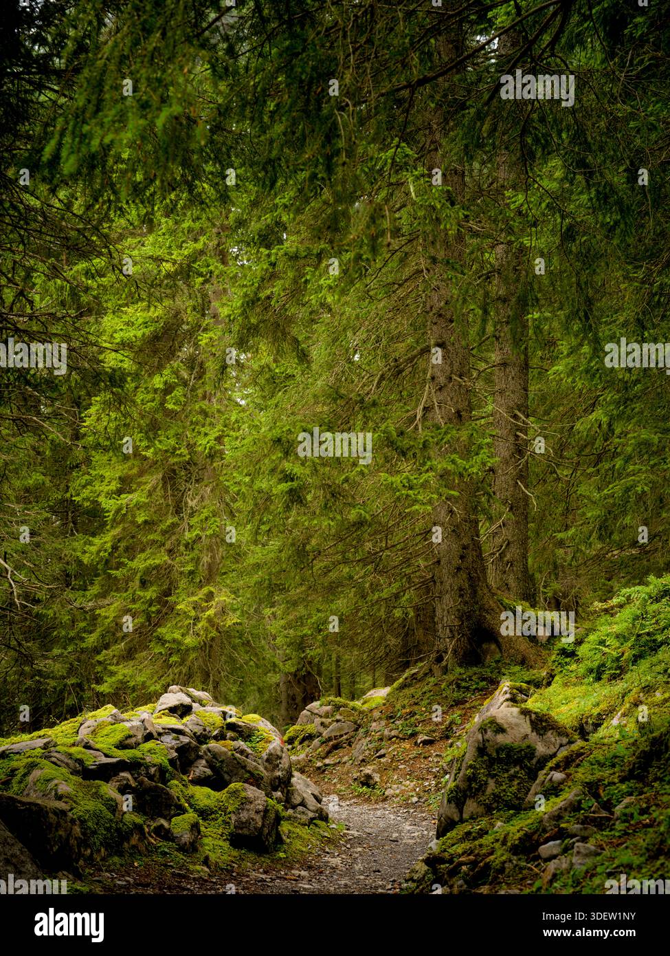 Switzerland engelberg forest path hi-res stock photography and images ...