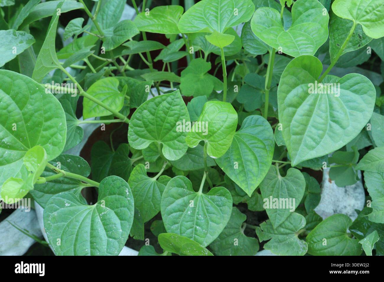 Piper betle linn leaf plant on farm Stock Photo - Alamy