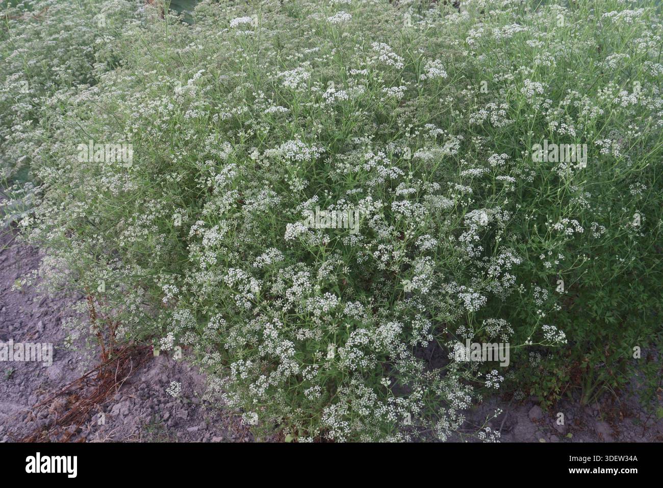 Chervil plant hi-res stock photography and images - Alamy