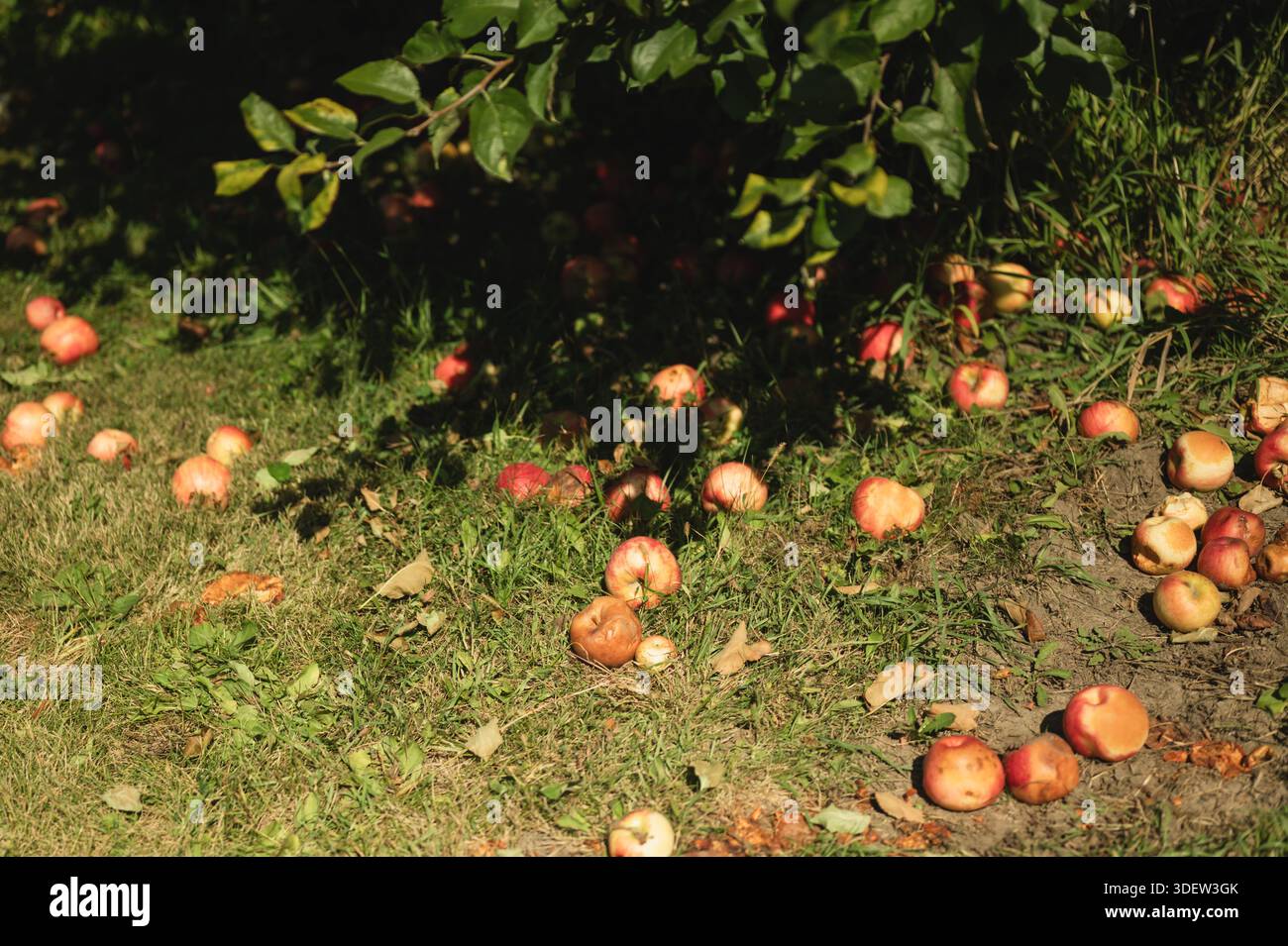 Rotten apples scattered on grass beneath orchard trees Stock Photo - Alamy