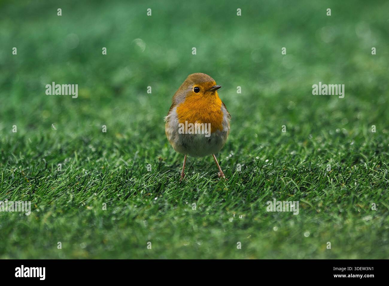 A european robin bird (known as Erithacus rubecula, robin or robin ...