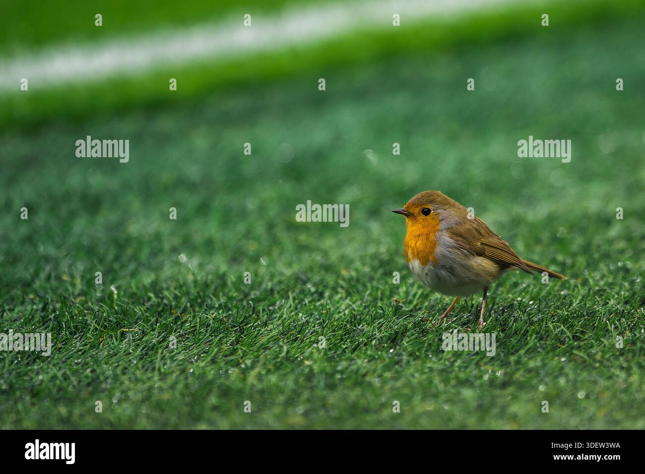 A european robin bird (known as Erithacus rubecula, robin or robin ...