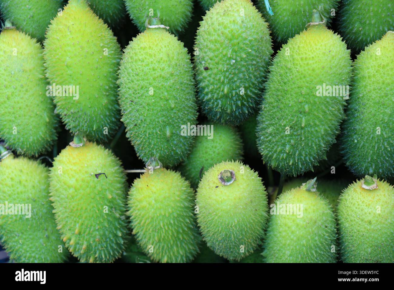 sweet bitter gourd stock on shop Stock Photo - Alamy