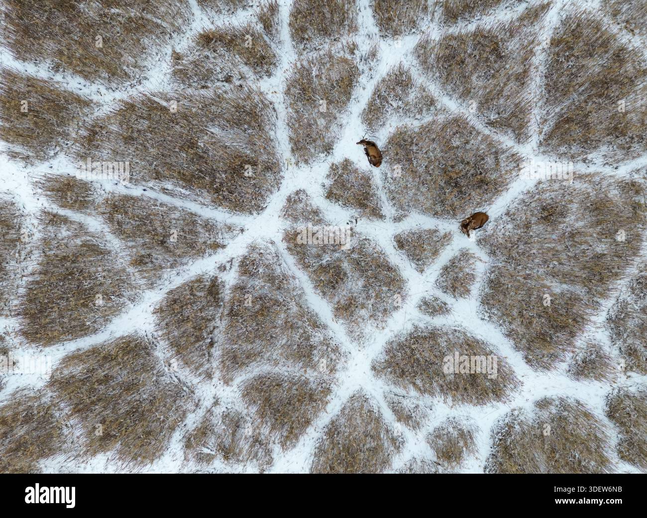 09 January 2026, Brandenburg, Treplin: Two deer lie in the snow on ...