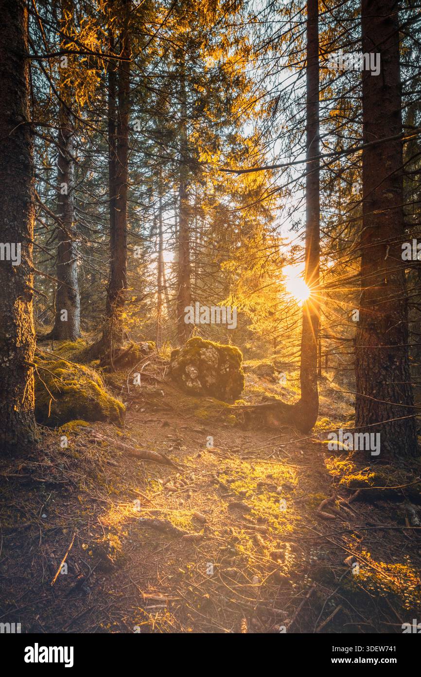 Sunset filtering through a conifer forest in the dolomites hi-res stock ...