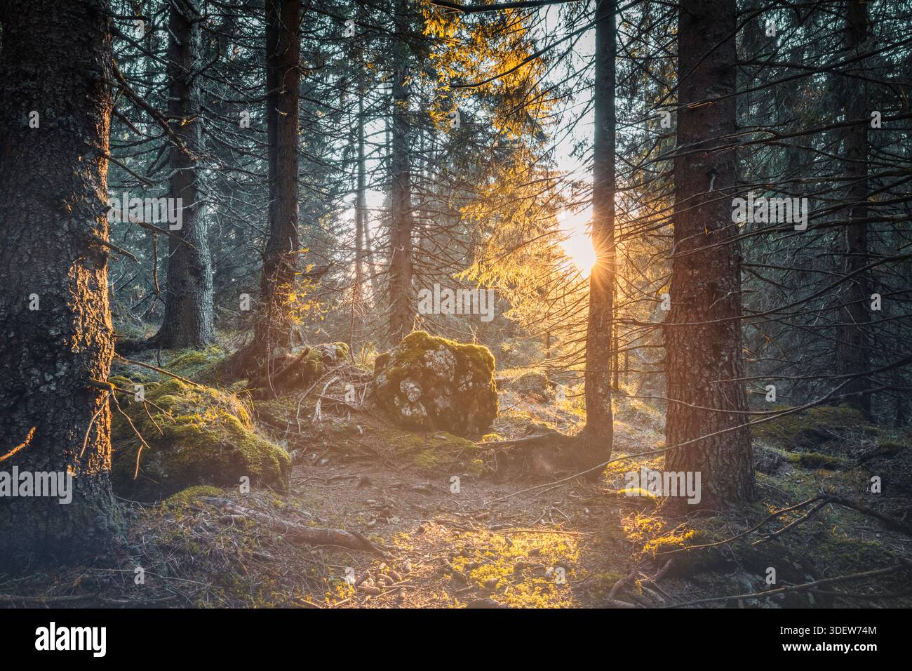 Sunset filtering through a conifer forest in the dolomites hi-res stock ...