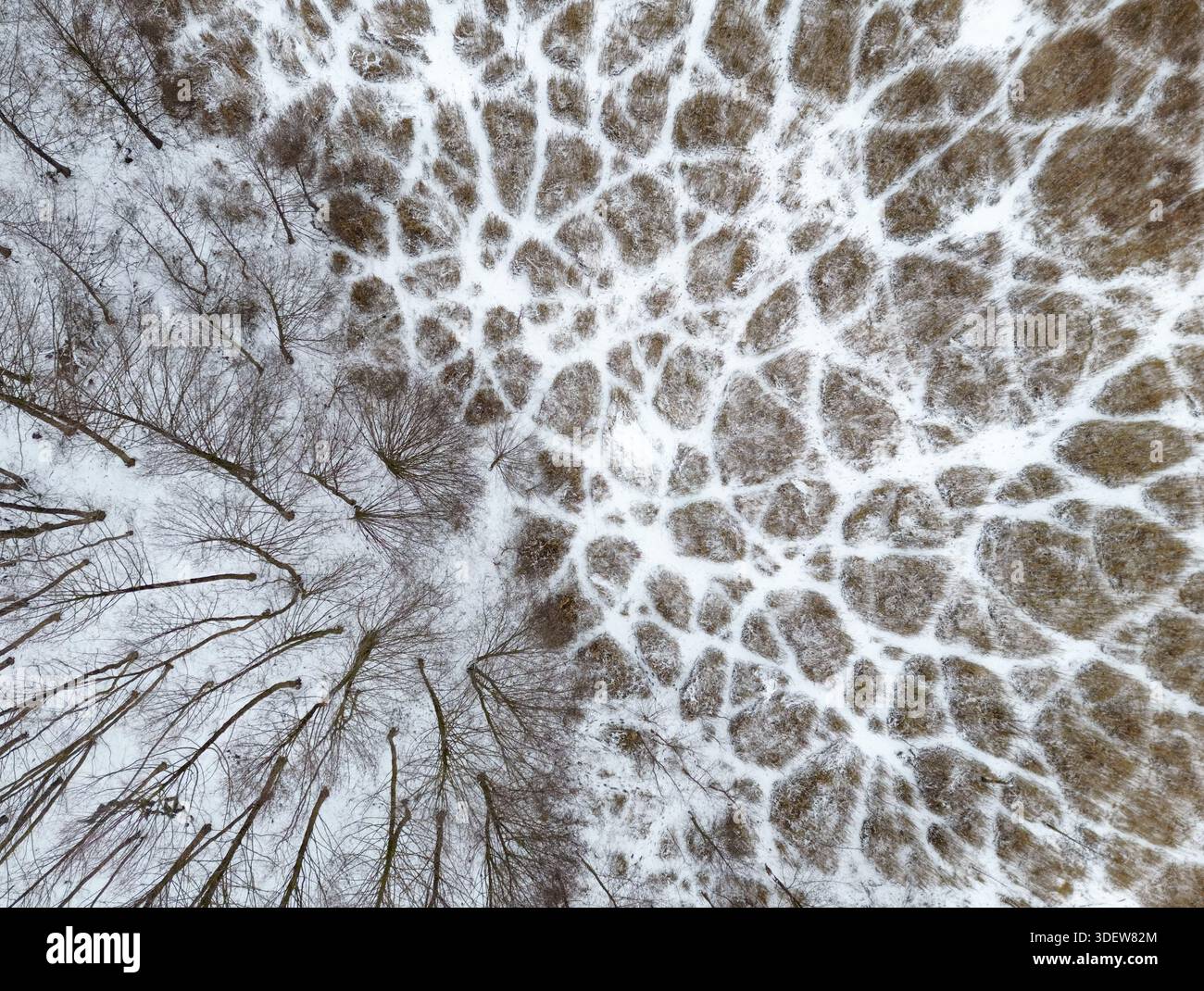 09 January 2026, Brandenburg, Treplin: Like paths on a map, animal ...