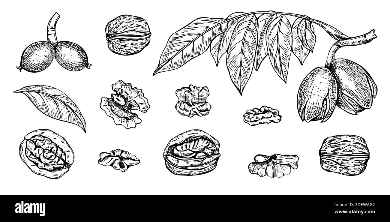 Walnuts set vector line art black ink sketch. Hand drawn leaves on stem ...