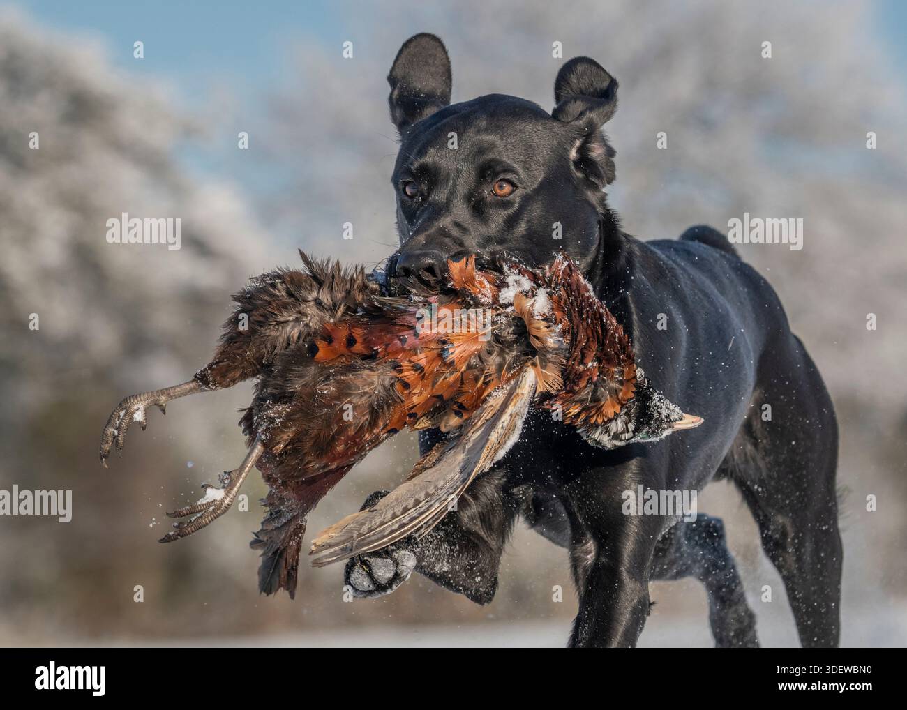 Four labradors in snow hi-res stock photography and images - Alamy