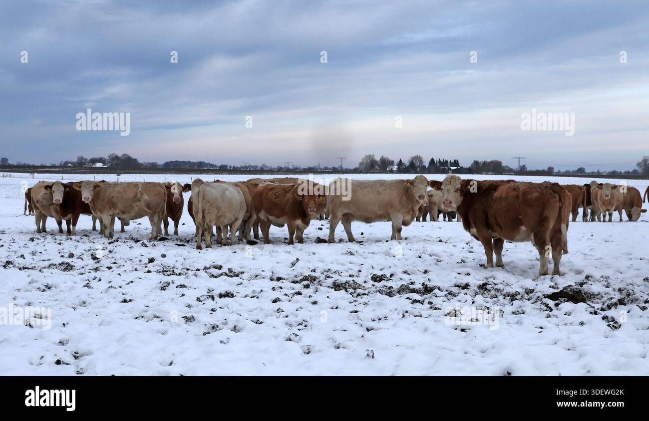09 January 2026, Mecklenburg-Western Pomerania, Kuhlrade: Cows stand on ...