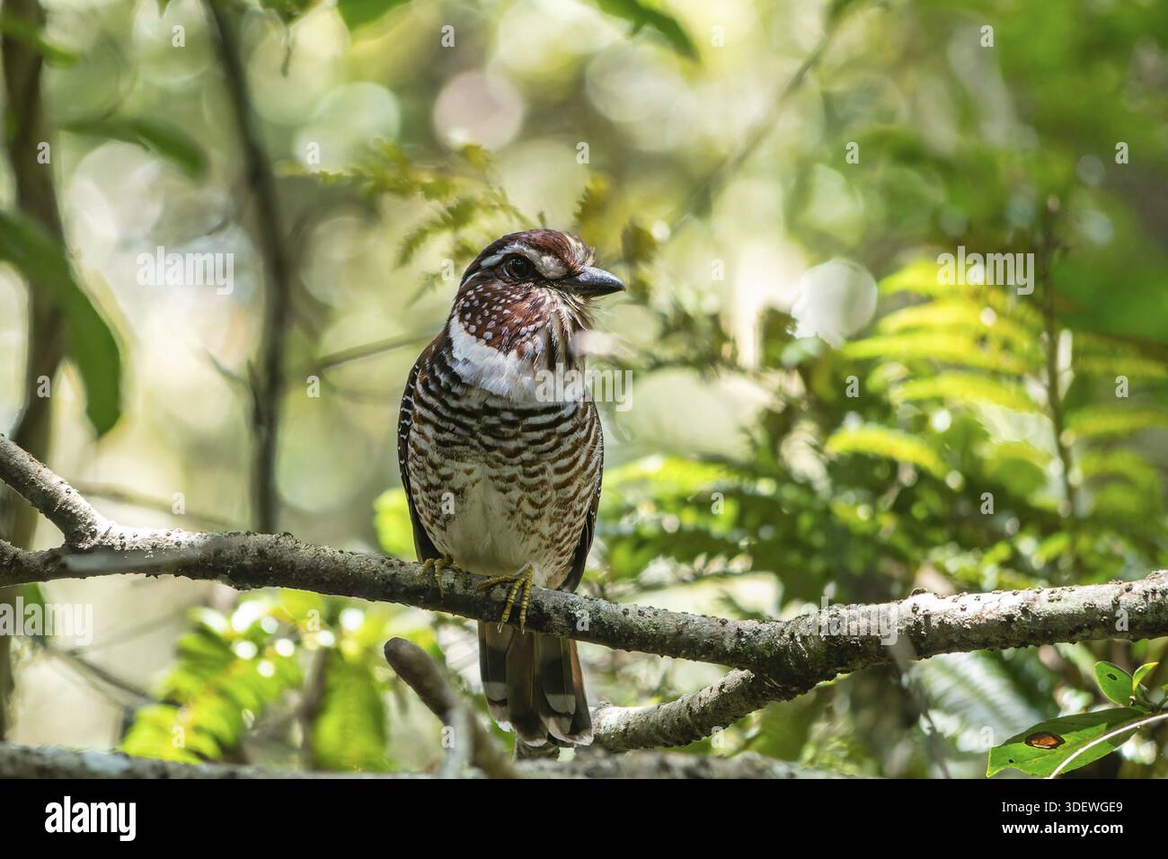 A Short-Legged Gound-Roller (Brachypteracias leptosomus) in the ...
