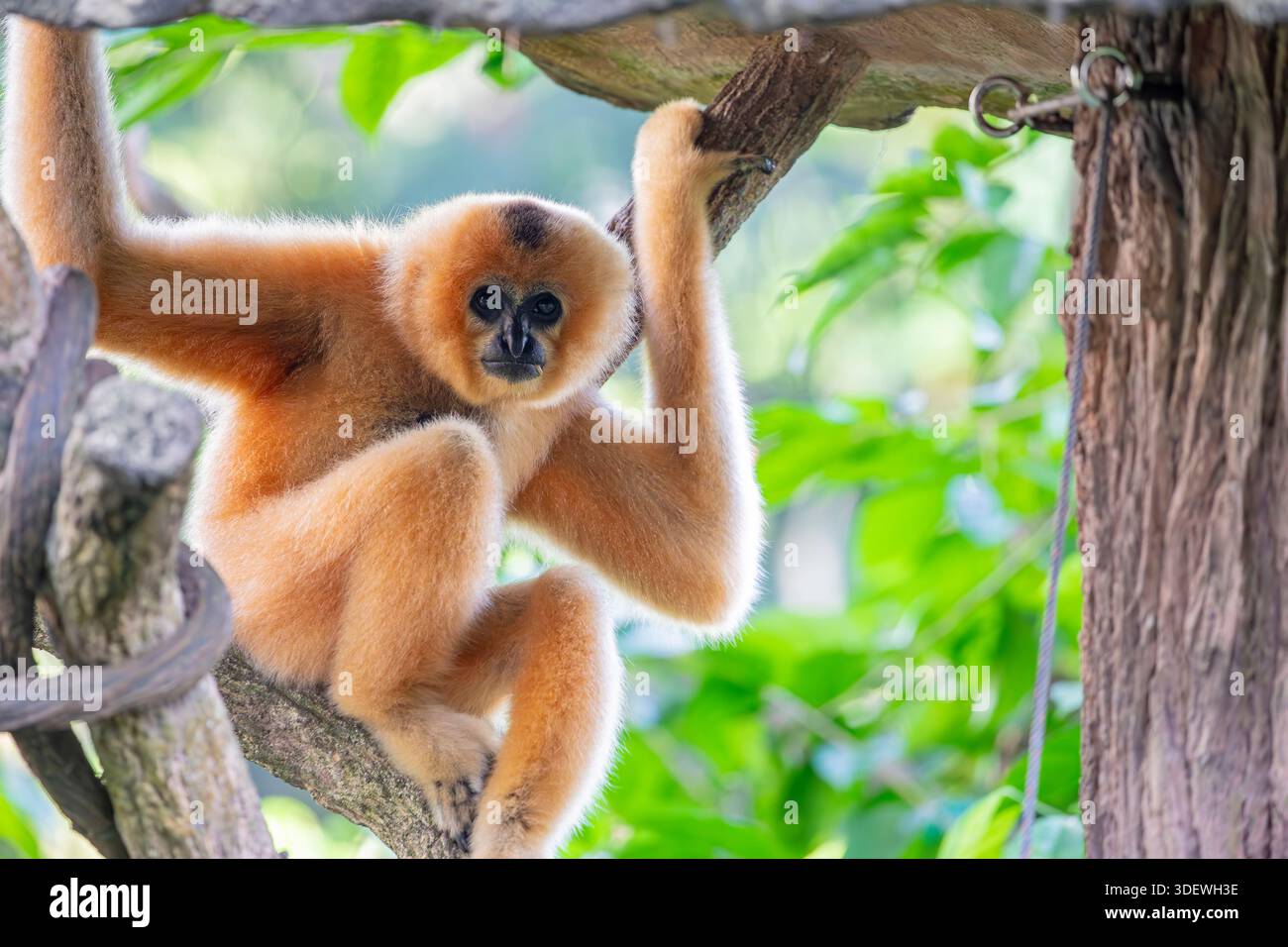 Laos primate hi-res stock photography and images - Alamy