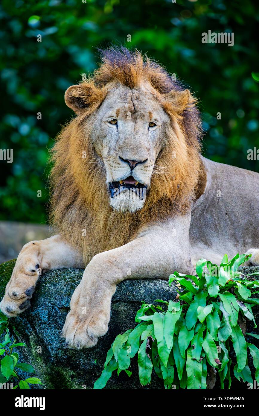 An African lion at Singapore Zoo, with an unusually scruffy mane and ...